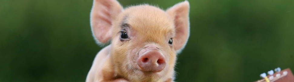 Por una marrana gorda y huevuda, responda a la pregunta del día