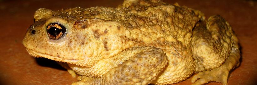 “Yo soy bien sapo”, Camilo Ramirez - Radioacktiva.com