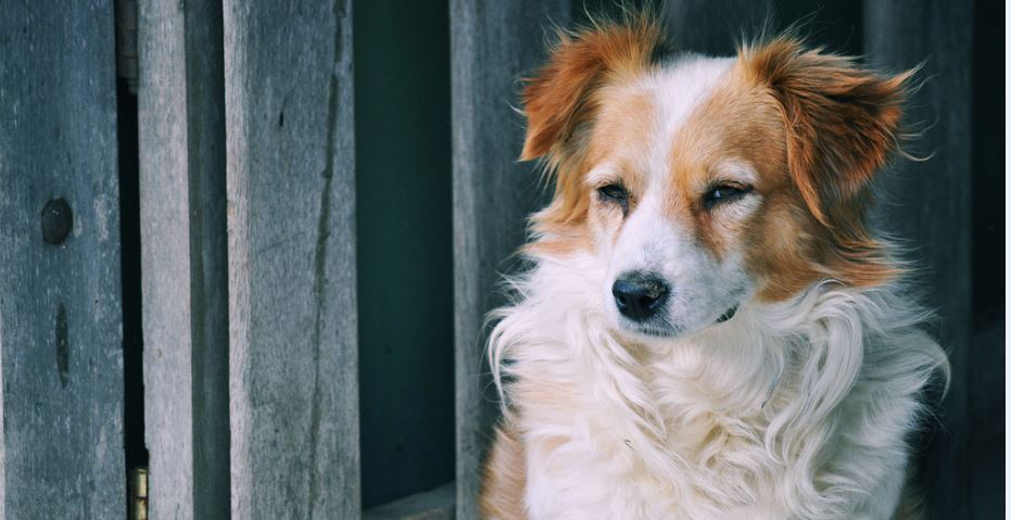 Anuko, ‘El perro enojado’ que le pagó la universidad a su dueña por su ...