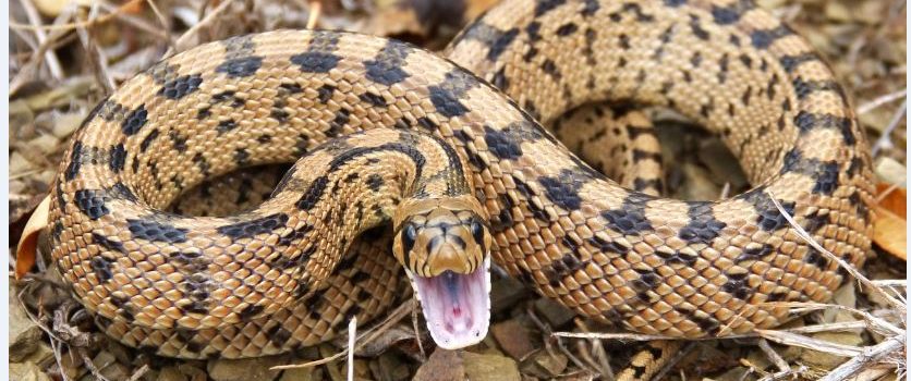 [Video] ¿Cómo liberar 285 serpientes y vivir para contarlo ...