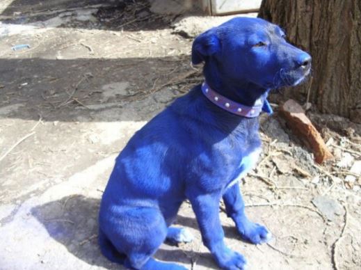[Fotogalería] WTF: este es el río que vuelve azules a los perros ...