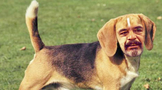 Perro con cara de humano le parte la cabeza a las redes sociales ...