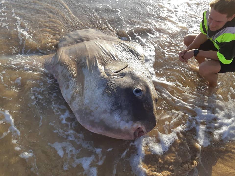 Apareció en Australia el pescado más grande del mundo y jamás antes ...