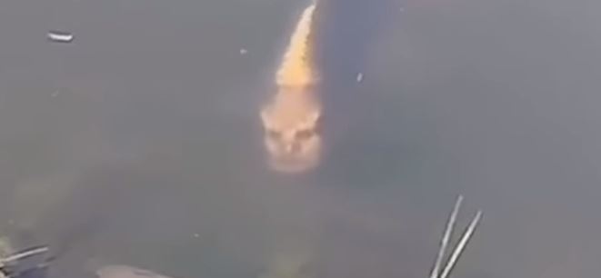 Captan impactante pez en china con cara de humano