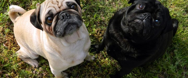 La radiografía de un perro pug que causa terror en redes sociales ...