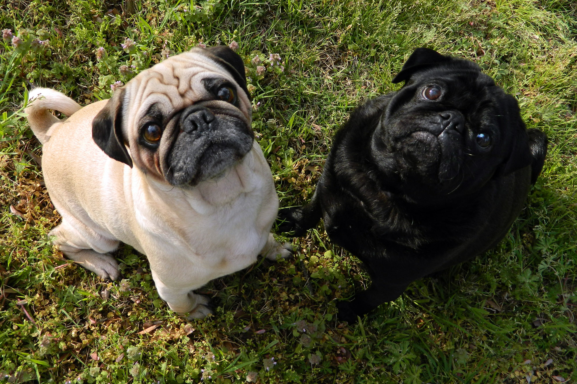 La radiografía de un perro pug que causa terror en redes sociales ...