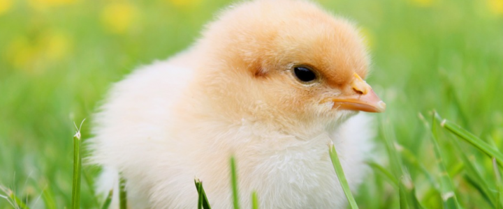 ¡100% REAL! Nace pollito con cuatro patas en Cuba
