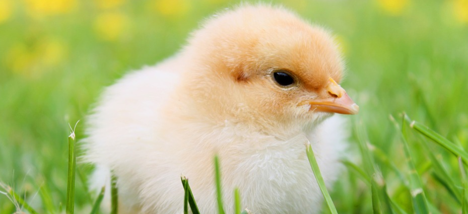 ¡100% REAL! Nace pollito con cuatro patas en Cuba