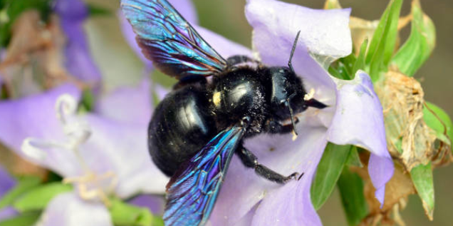 Revelan existencia de la abeja azul, especie que se creía estaba extinta