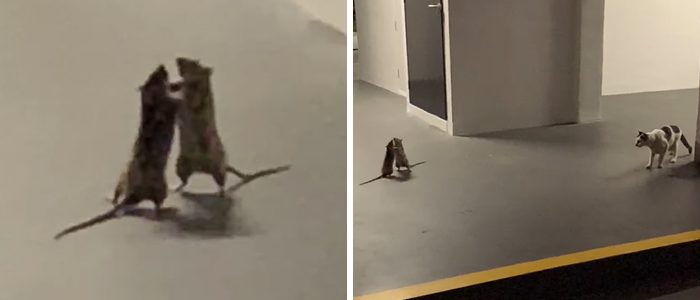 Fuerte pelea de dos ratas frente la mirada de un gato
