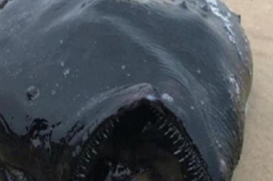 2021, sorpréndem... apareció "pez monstruo" en paradisiaca playa de ...