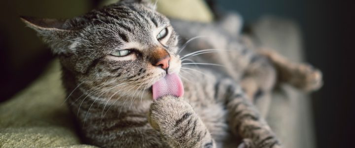 Video: Gato "boxeador" conquista con su talento y sorprende en redes ...