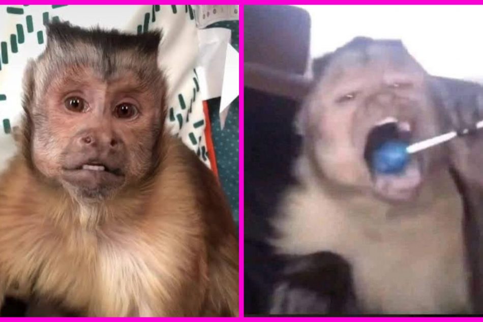 Adiós a una leyenda: muere George, el mono de los stickers de WhatsApp