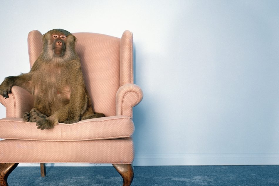 Mono 'obediente' se encuentra un tapabocas, se lo pone y se vuelve viral