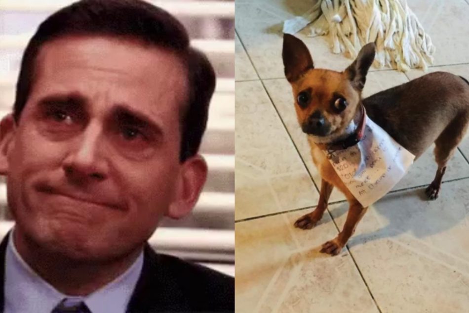 ¡El mejor amigo! Perrito que hace mandados conquista las redes sociales