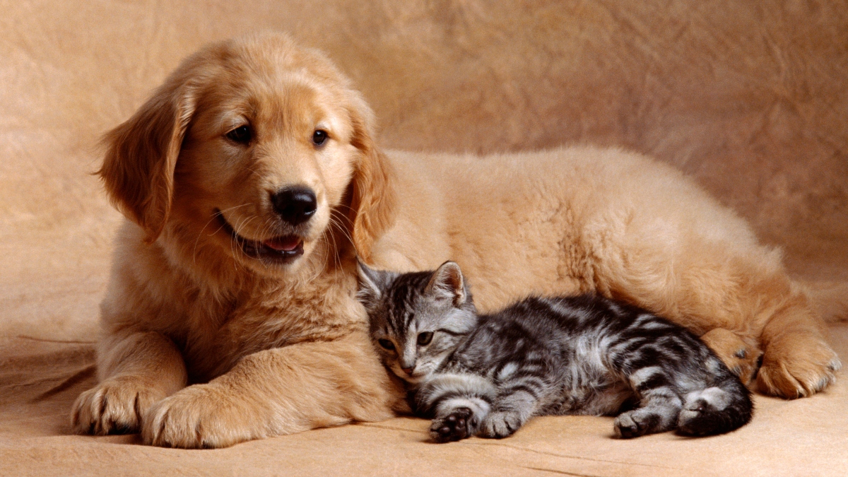 Video: Perrito ayudó a bañar a gatito que le tiene miedo al agua