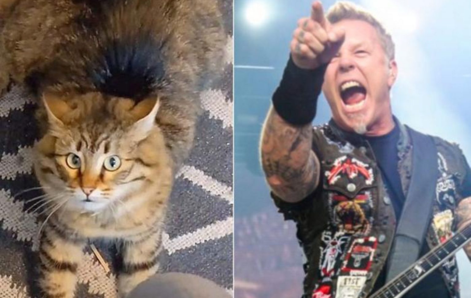 Gato ‘metalero’ se vuelve viral por mover la cabeza al ritmo de ‘Enter ...
