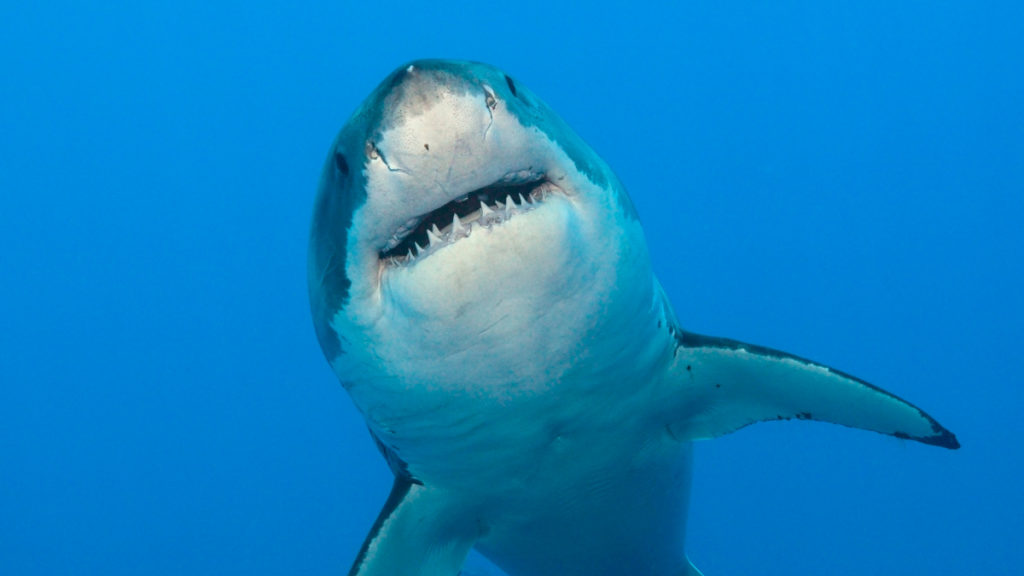 Tiburón que sonríe