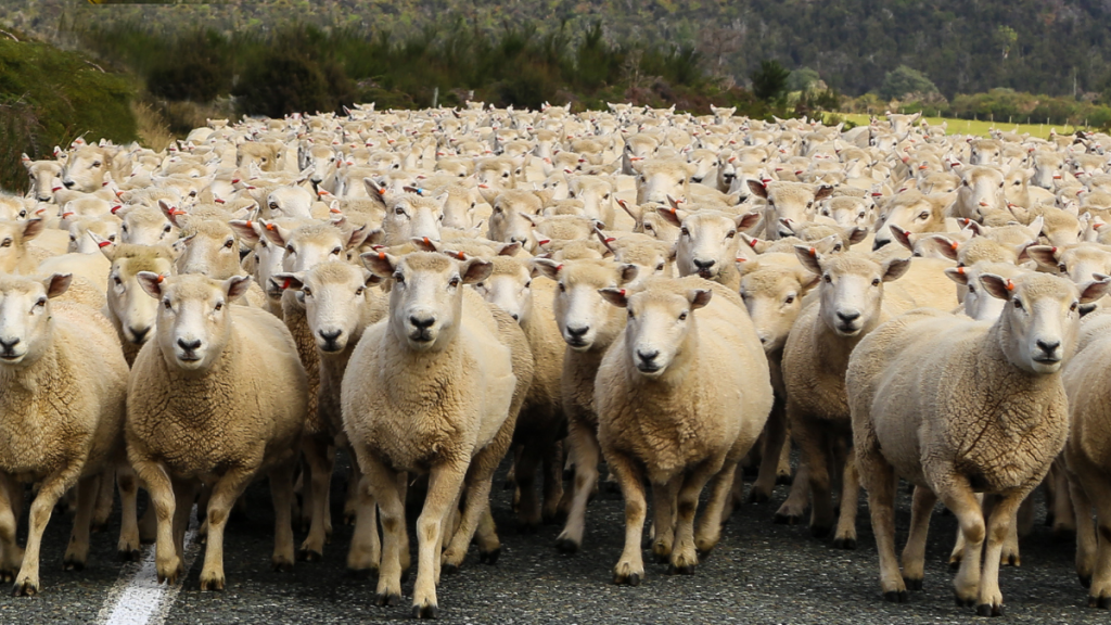 VIDEO: Ovejas dan vueltas en circulo sin parar: Aún desconocen el origen