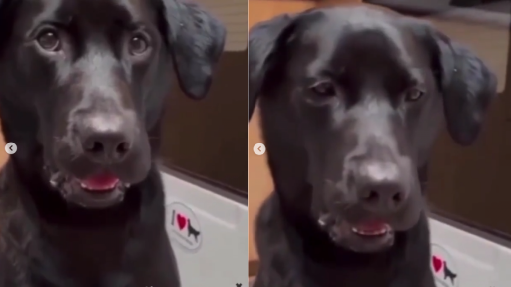Perro se viraliza por su reacción al probar el mango
