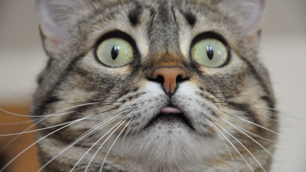 Como de terror: gato reaccionó dramáticamente tras ser abrazado