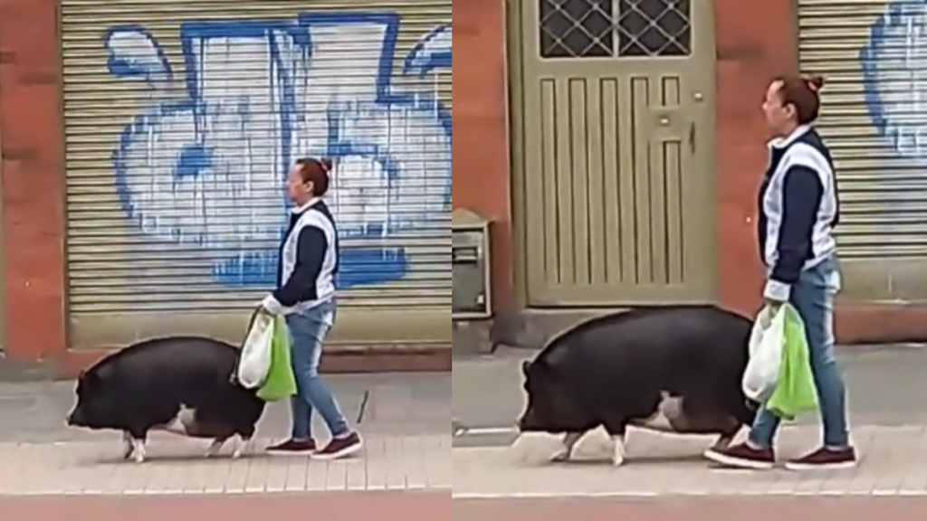 VIDEO: mujer saca a pasear a un cerdo por las calles de Bogotá