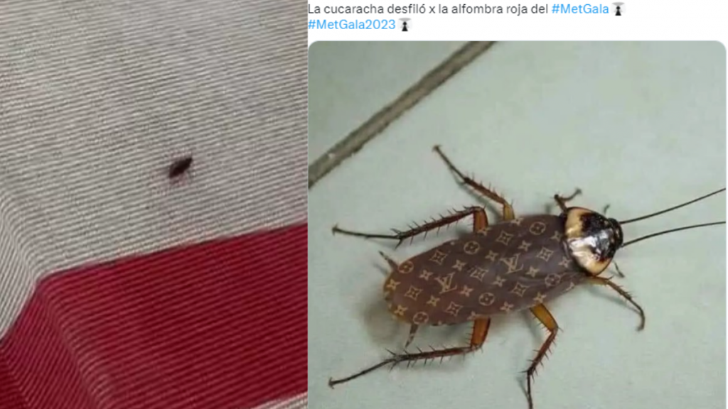 Cucaracha desfiló por la alfombra roja del Met Gala: así pasó