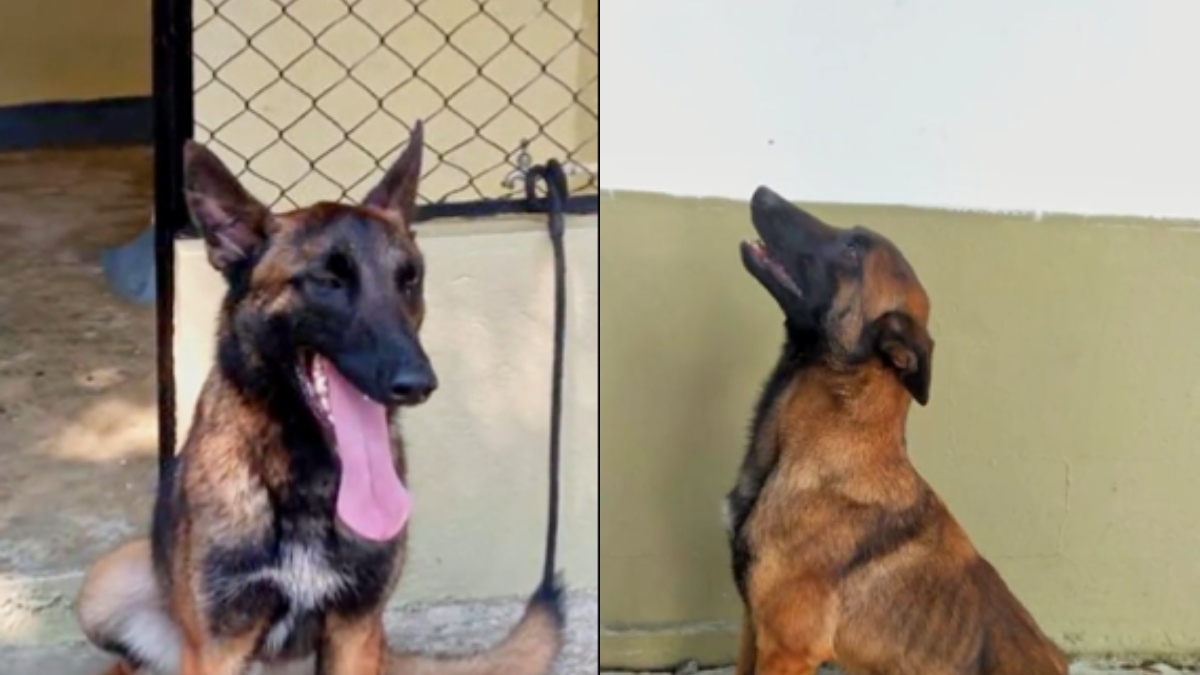 Wilson, el perrito que sigue perdido en el Guaviare