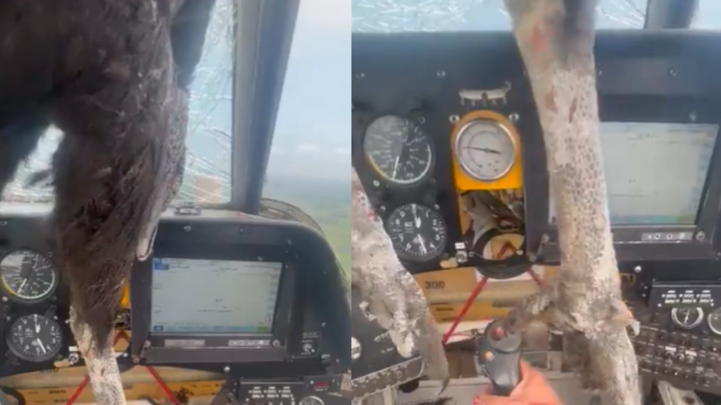 Video: ave chocó contra avioneta en pleno vuelo