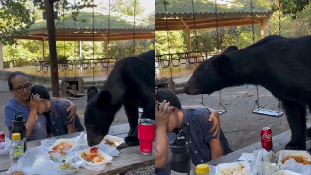 Oso se come alimentos de una familia en parque de México