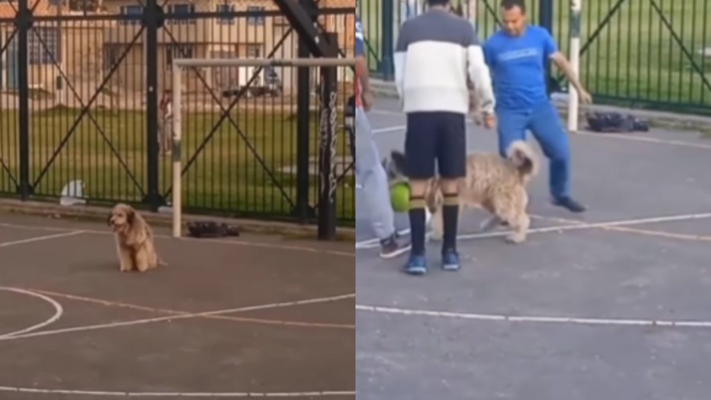 El perrito que tapa mejor que muchos aficionados
