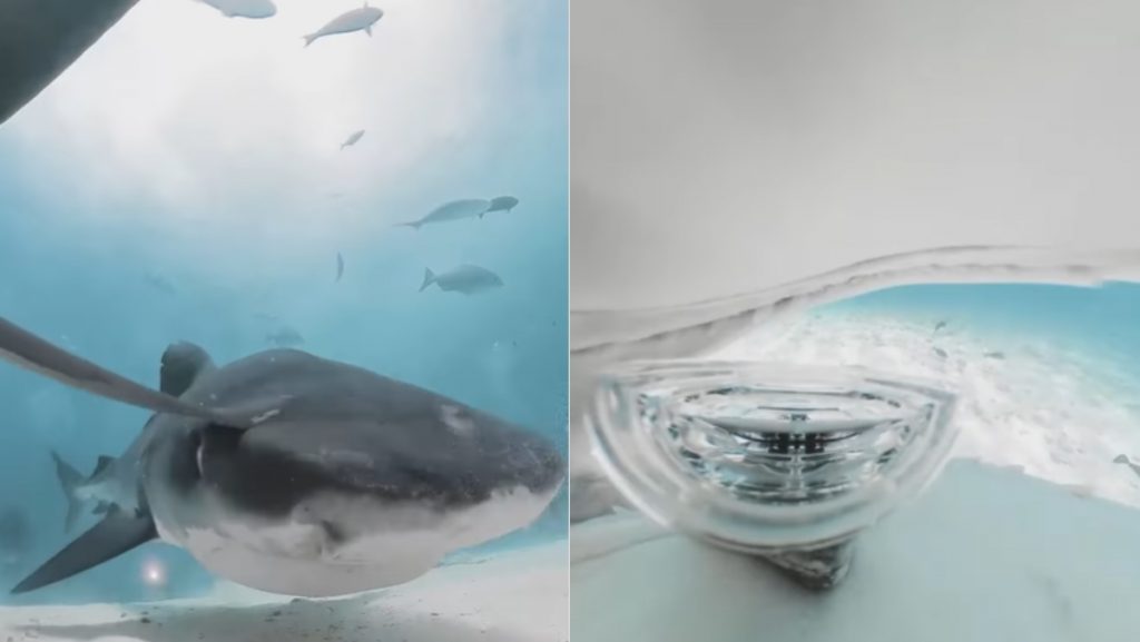 Impresionante video muestra cómo se ve un tiburón por dentro