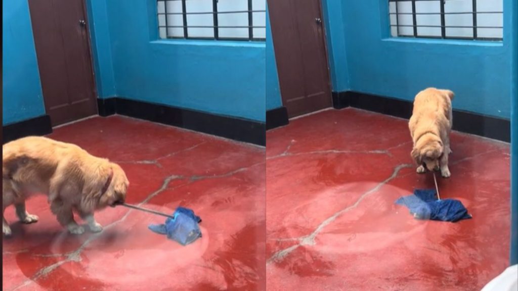 Joven le enseña a su perro a trapear toda la casa