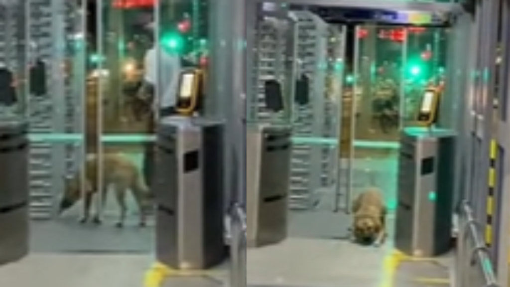 Perro siguió las ‘mañas’ de su dueño y se coló en TransMilenio
