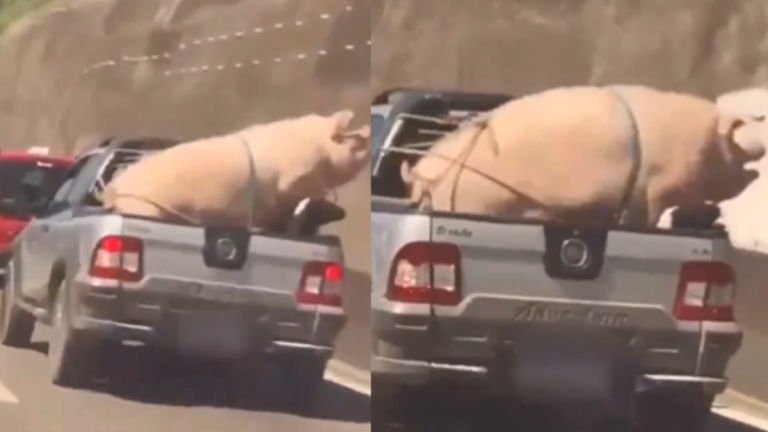 Video: conductor llevó un cerdo gigante en una camioneta