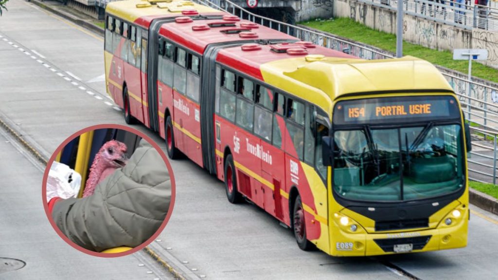 Una rata con collar y más cosas extrañas que han pasado en Transmilenio
