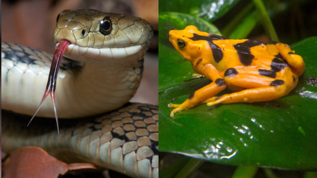 El animal más peligroso del mundo para los humanos; top 7